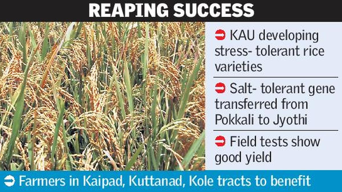 Salt-tolerant paddy brings hope to farmers - The Hindu
