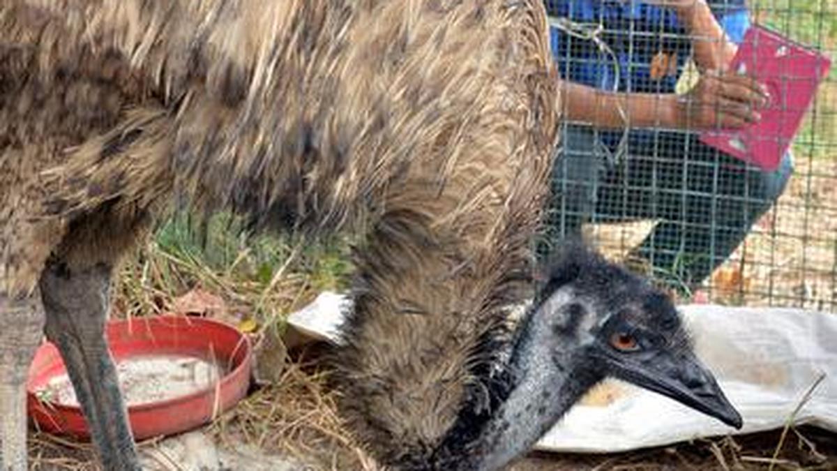 In a first, farm gets emu chicks through natural breeding - The Hindu