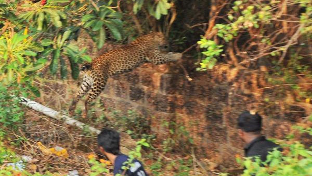 Leopard strays into Kannur town, caught - The Hindu
