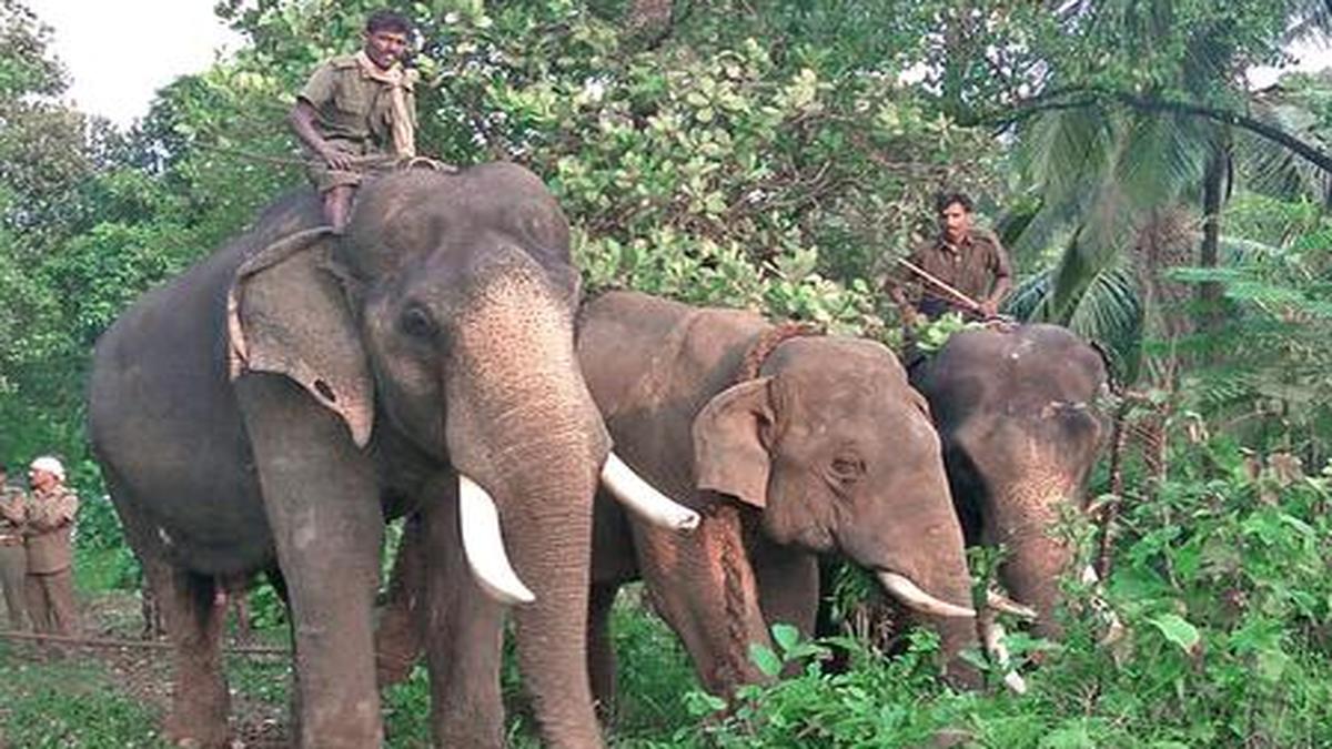 Rogue elephant captured after 15 hours of toil - The Hindu