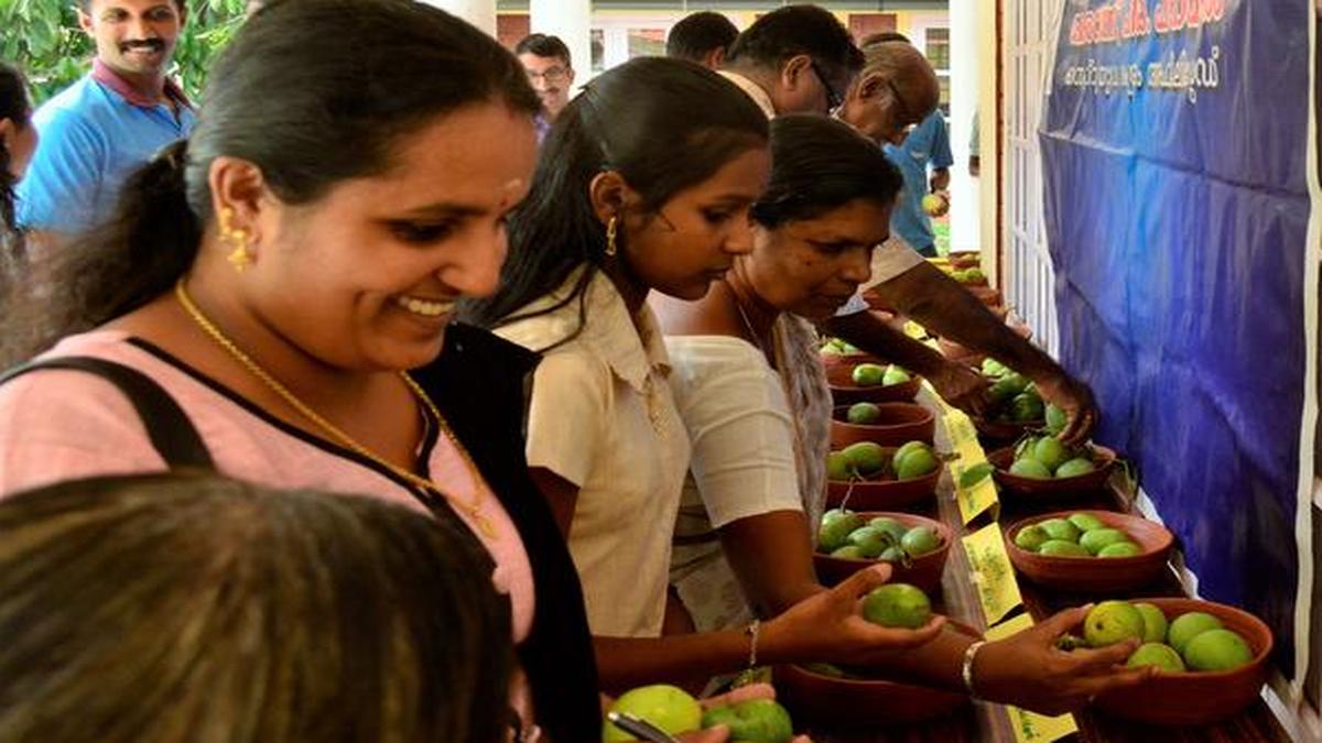 Traditional mango varieties get a lifeline - The Hindu