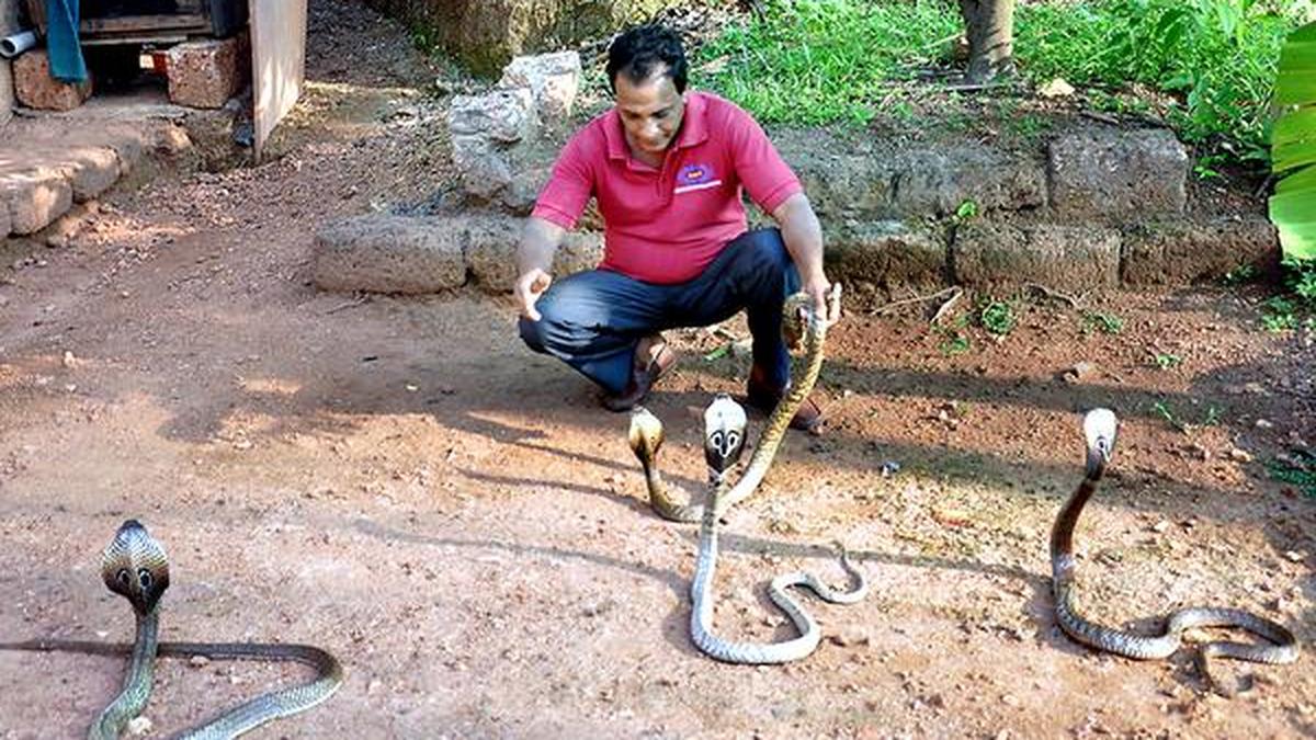 At ease in snakes’ company - The Hindu