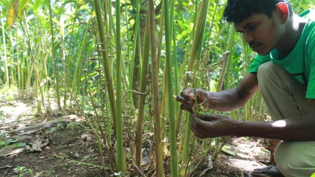 Cardamom cultivation in CHR hit by scanty rain - The Hindu