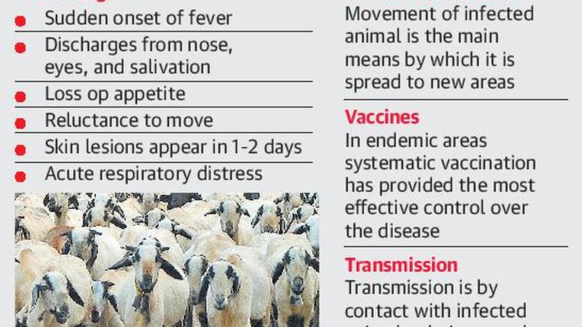 Goat pox: experts call for trade curbs - The Hindu