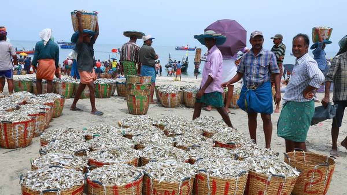 Chakara rekindles hope for fishers - The Hindu