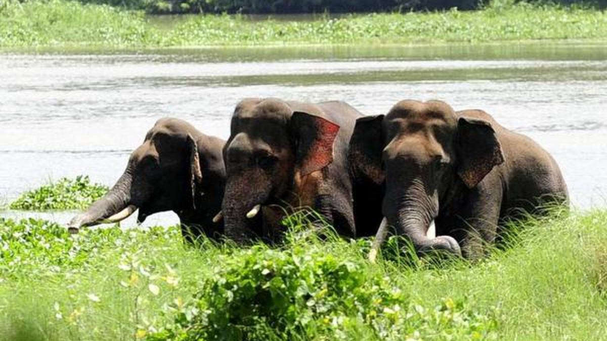Panic after elephants come calling - The Hindu