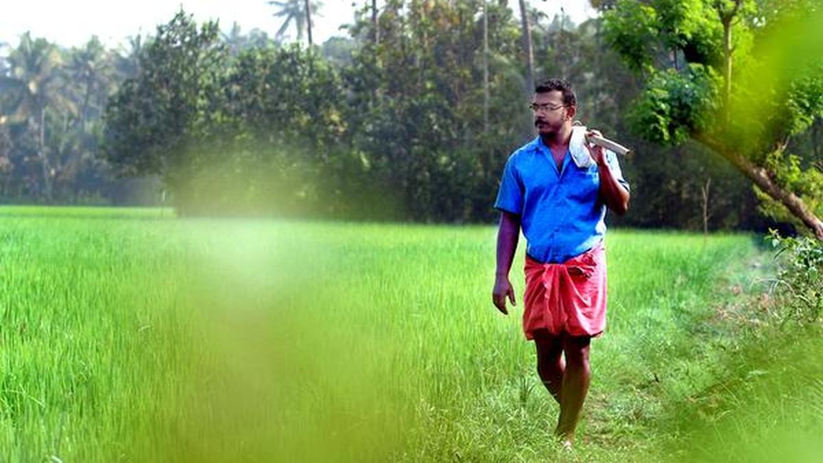 A rare experiment, TK Kathir rice variety is now popular - The Hindu