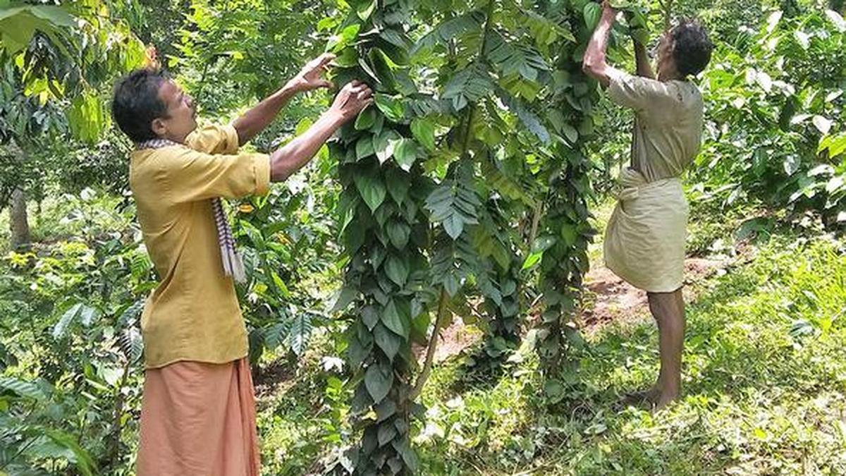 Tribals in Wayanad wait for the promised land - The Hindu