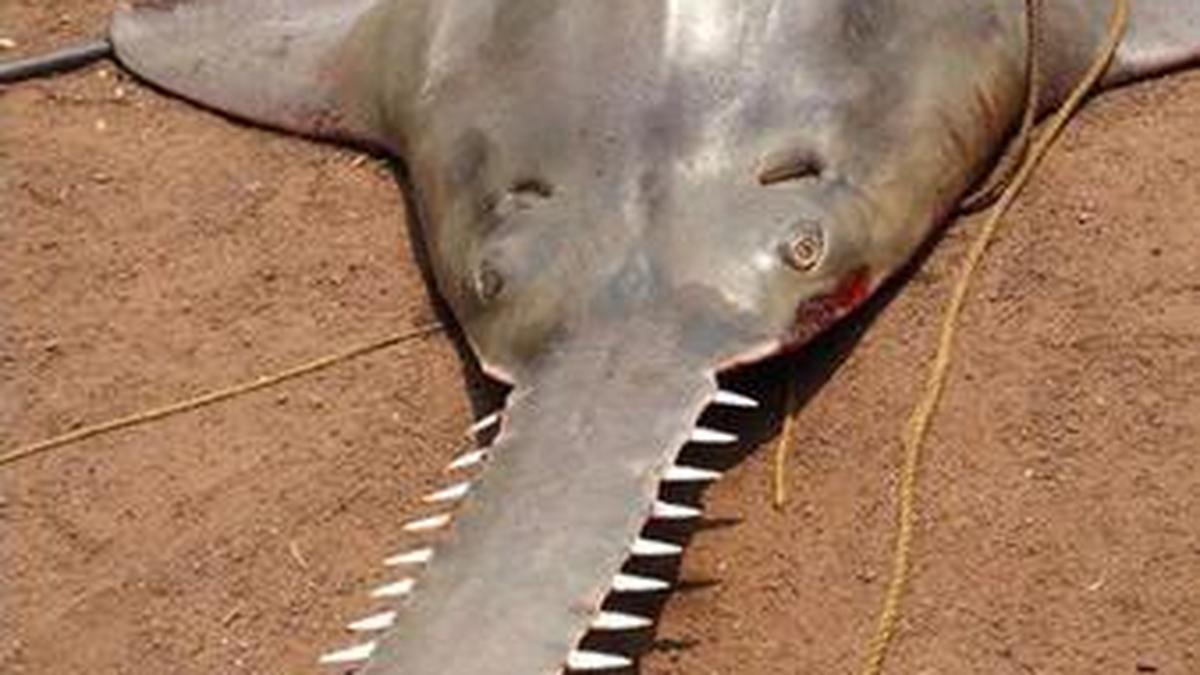 Sawfish more threatened than tigers, say scientists - The Hindu