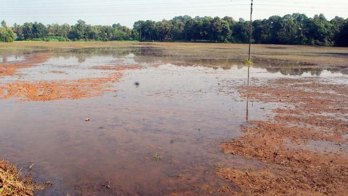 Aranmula Puncha left in the lurch - The Hindu