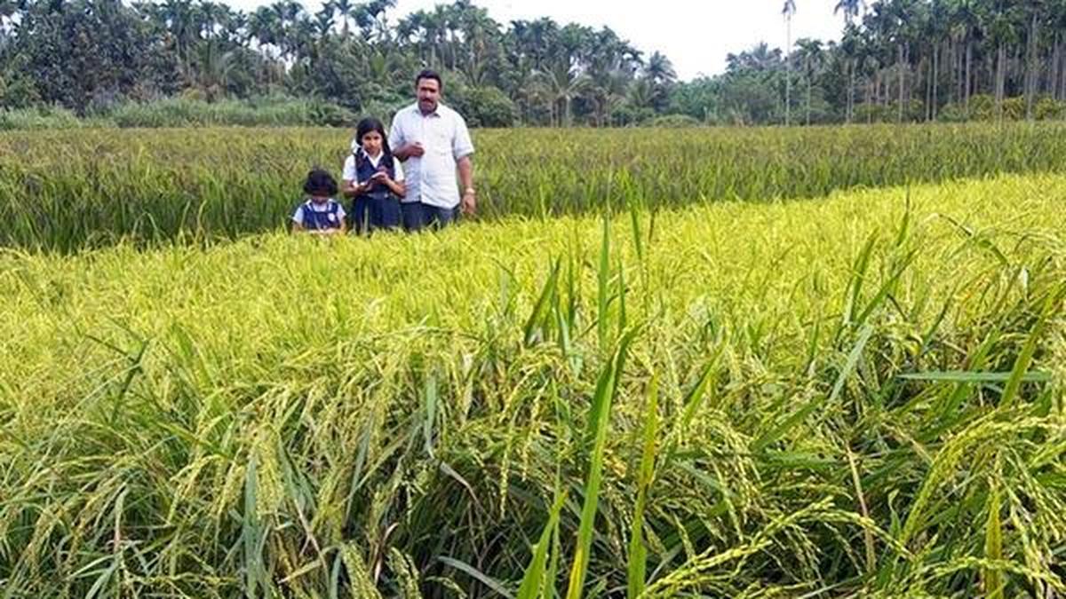 It’s a story of rice to riches for Kerala farmer - The Hindu