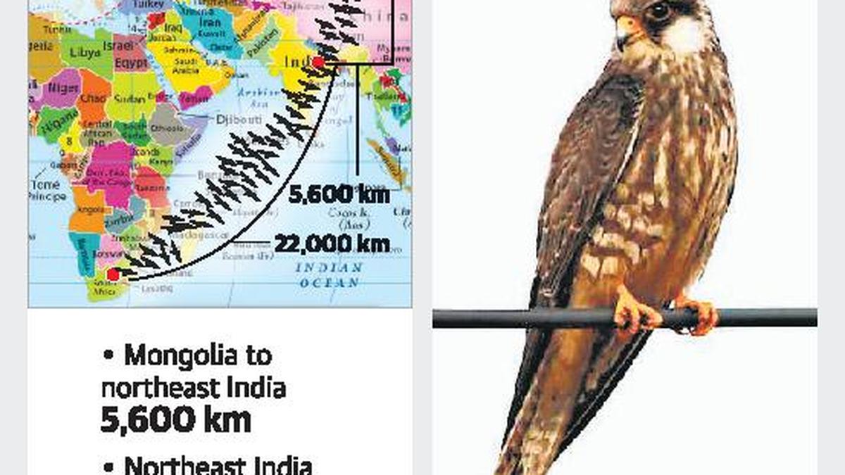 Falcon from Mongolia sighted in Madayipara - The Hindu