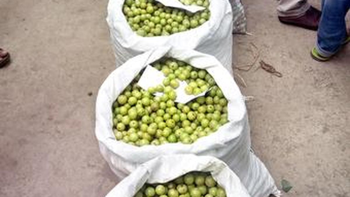 Gooseberry turns sweet for tribes - The Hindu