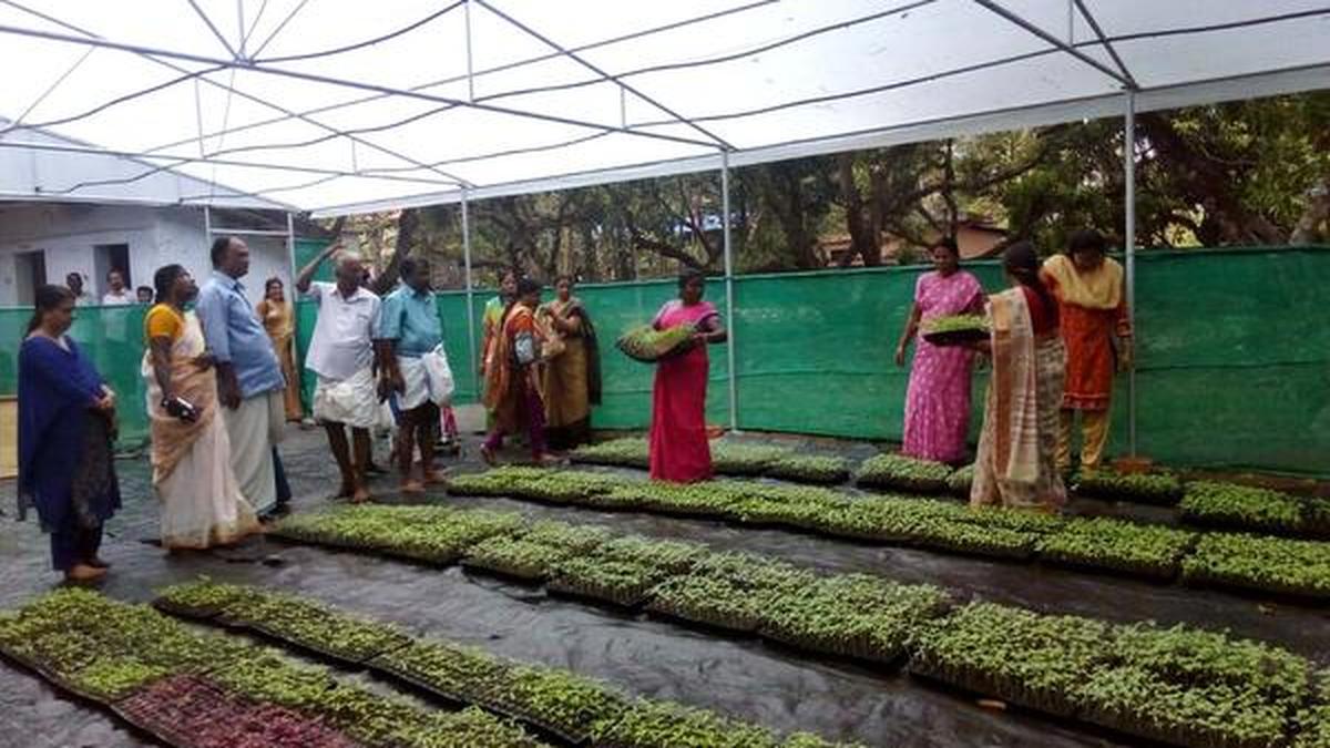 Sowing seeds of success - The Hindu