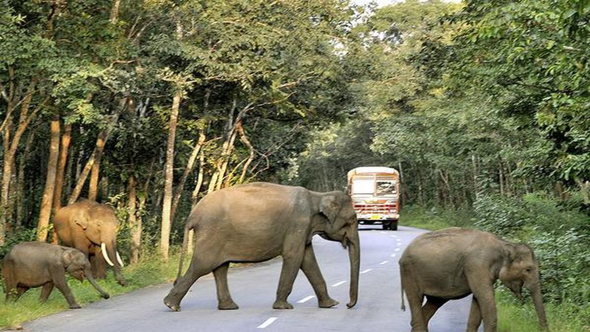 49 elephants killed in Railway accidents between 2016-18: MoEFCC - The ...