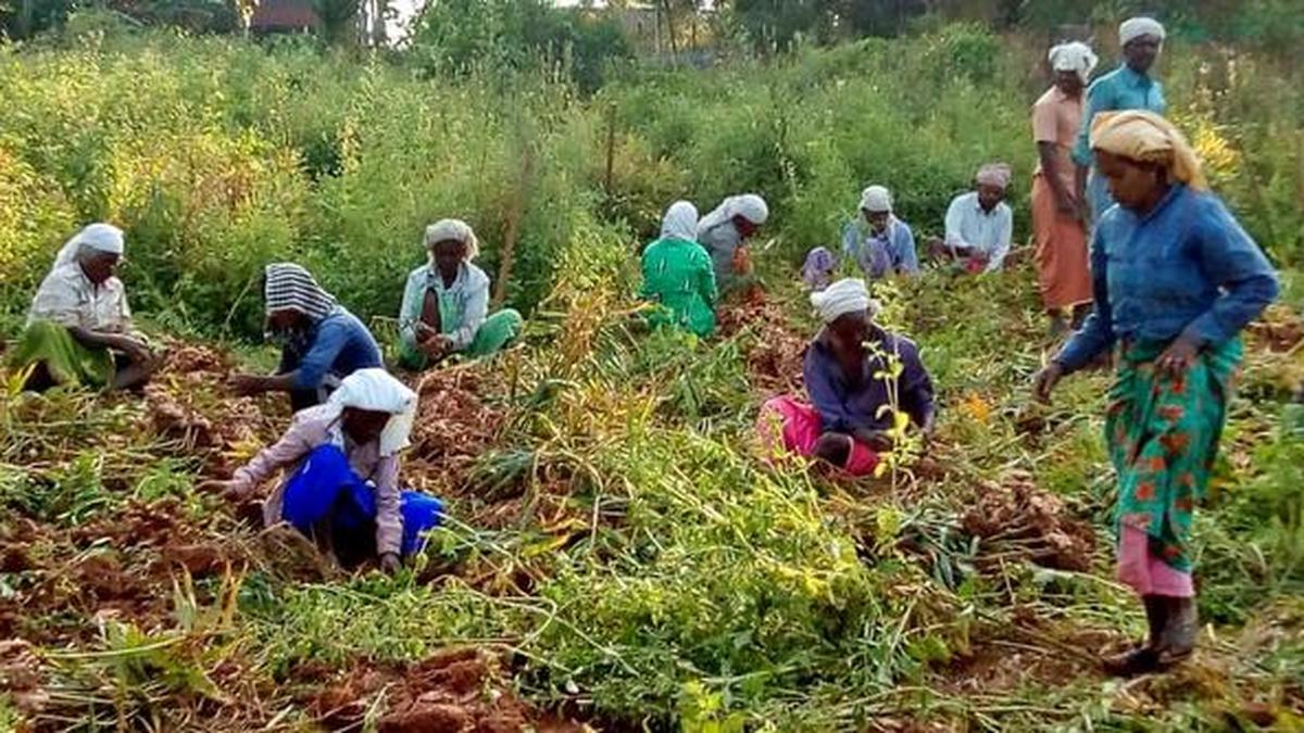 Low price puts ginger farmers in a fix - The Hindu