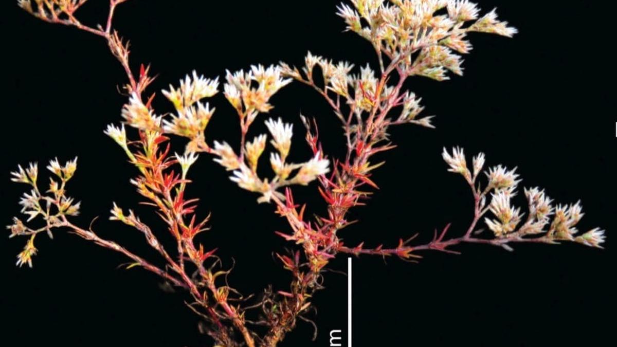 Three new plant species reported from Palakkad - The Hindu
