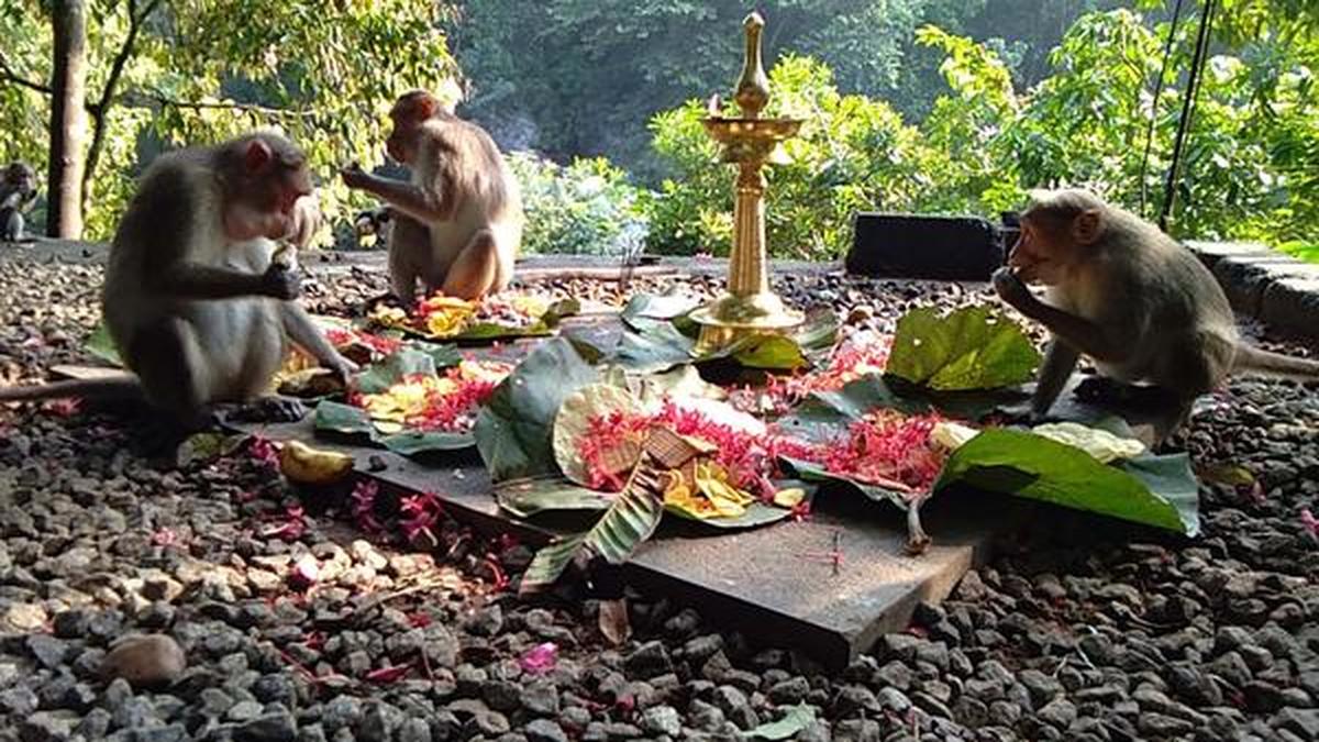 Monkeys feast in this daily ritual - The Hindu