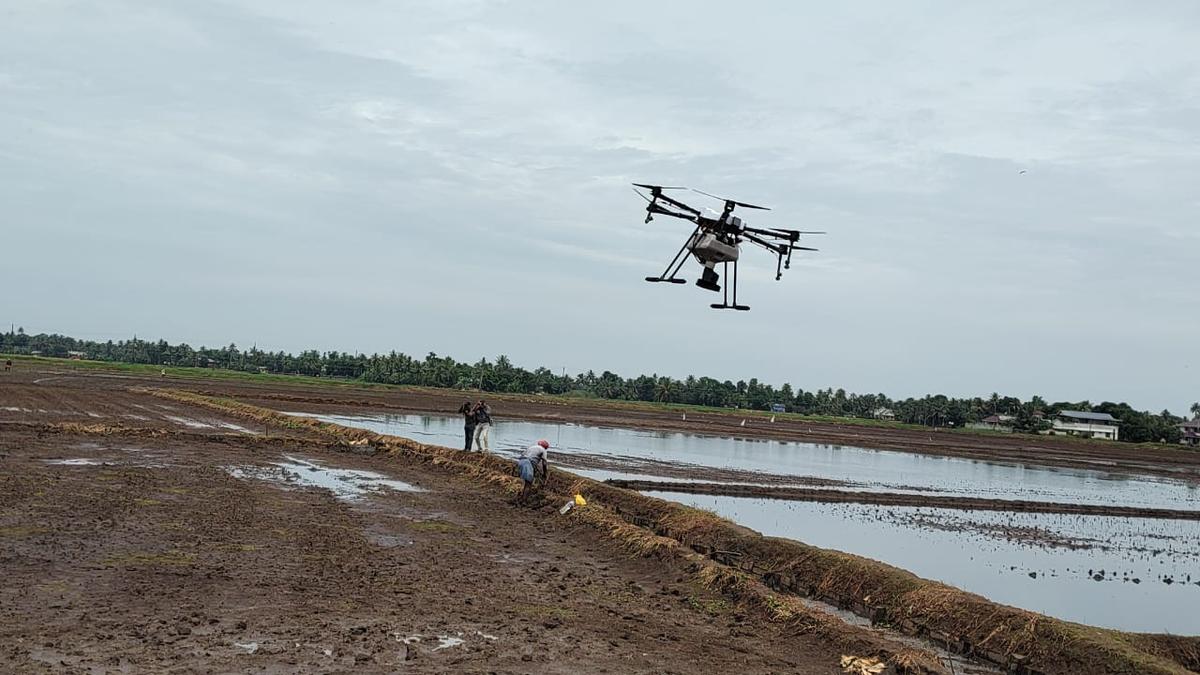 KAU experiment on using drones for paddy sowing proves successful - The ...