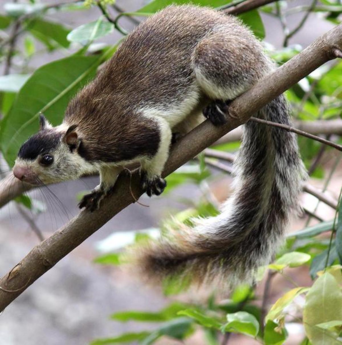 Dwindling Grizzled Giant Squirrel species - The Hindu