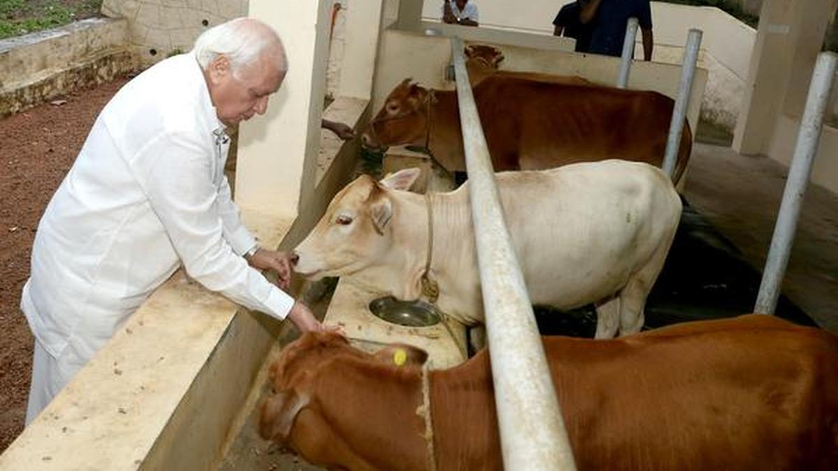 Vechur cows arrive at Raj Bhavan in Kerala - The Hindu