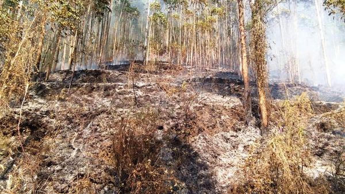 Wildfire spreads to more areas of Pampadum Shola - The Hindu