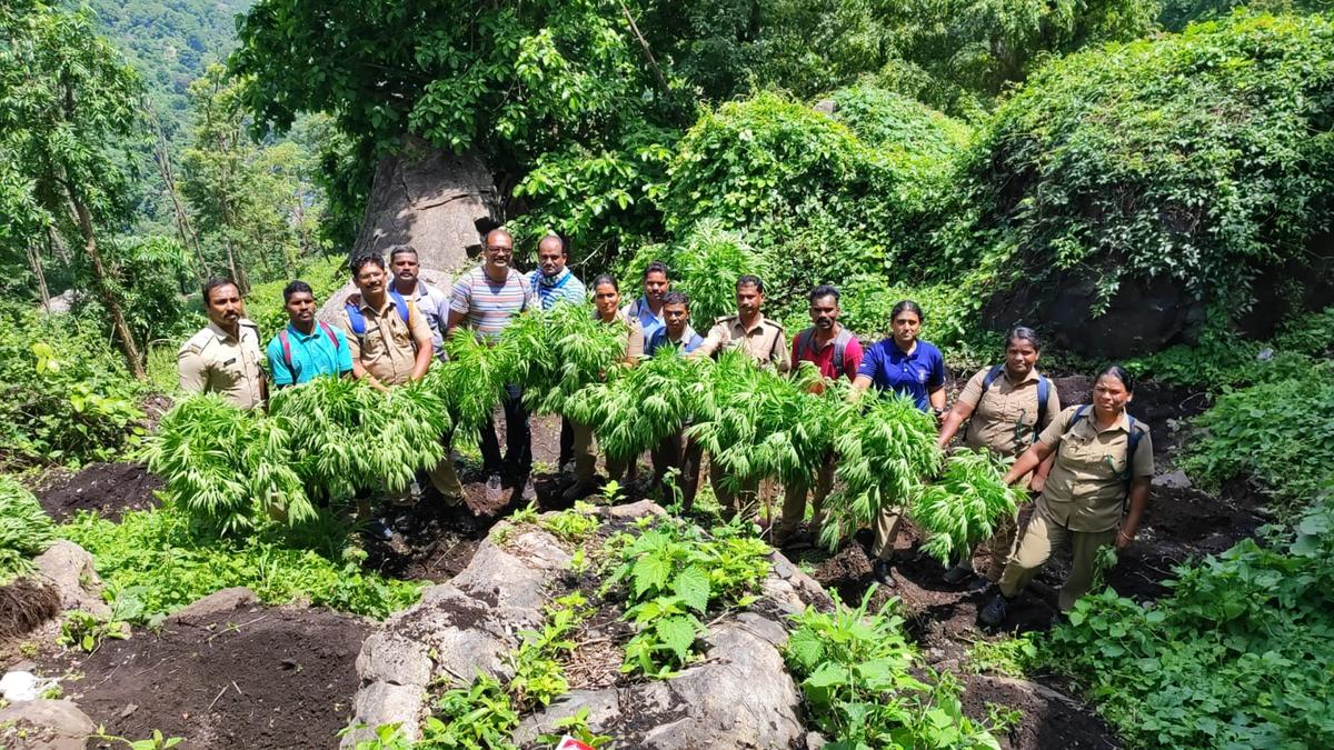 Excise team destroys 604 ganja plants in Attappady - The Hindu