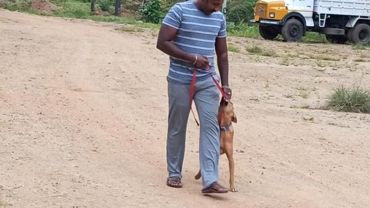 Kuvi shrugs off tragedy, walks into new life - The Hindu