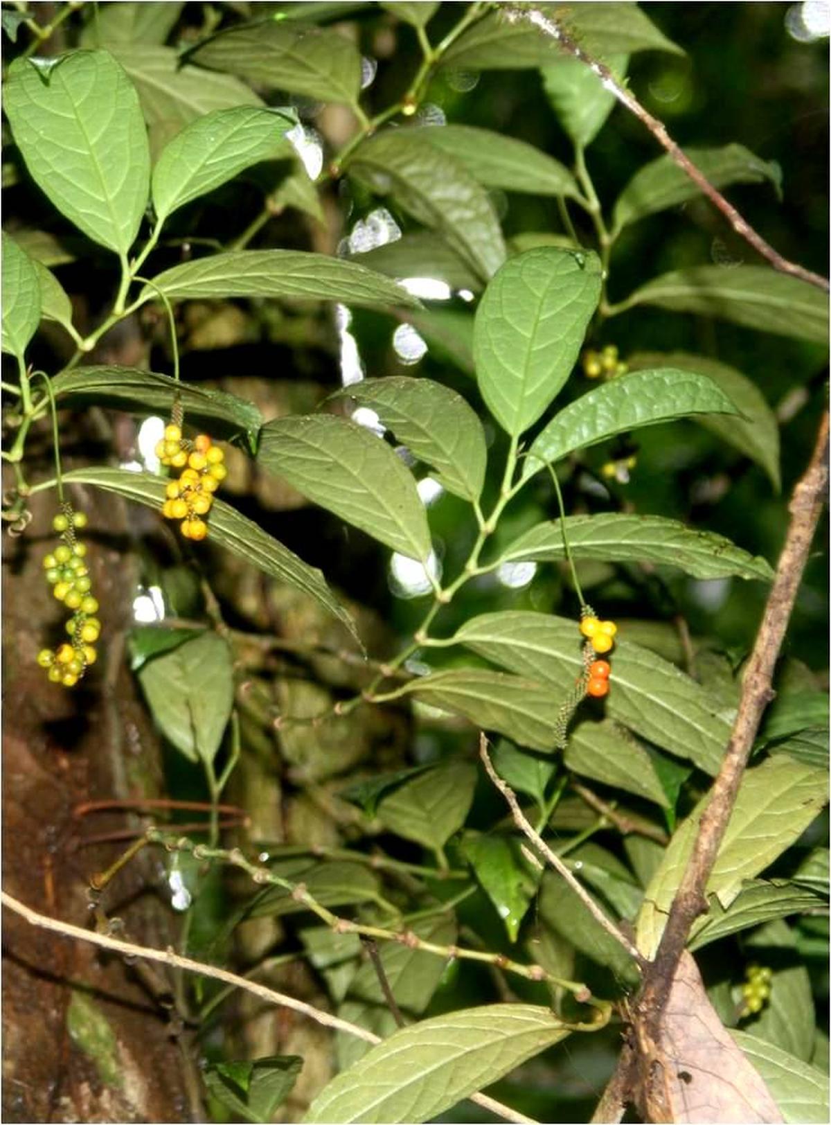 JNTBGRI wins 2023 Global Genome Initiative for Gardens Award - The Hindu