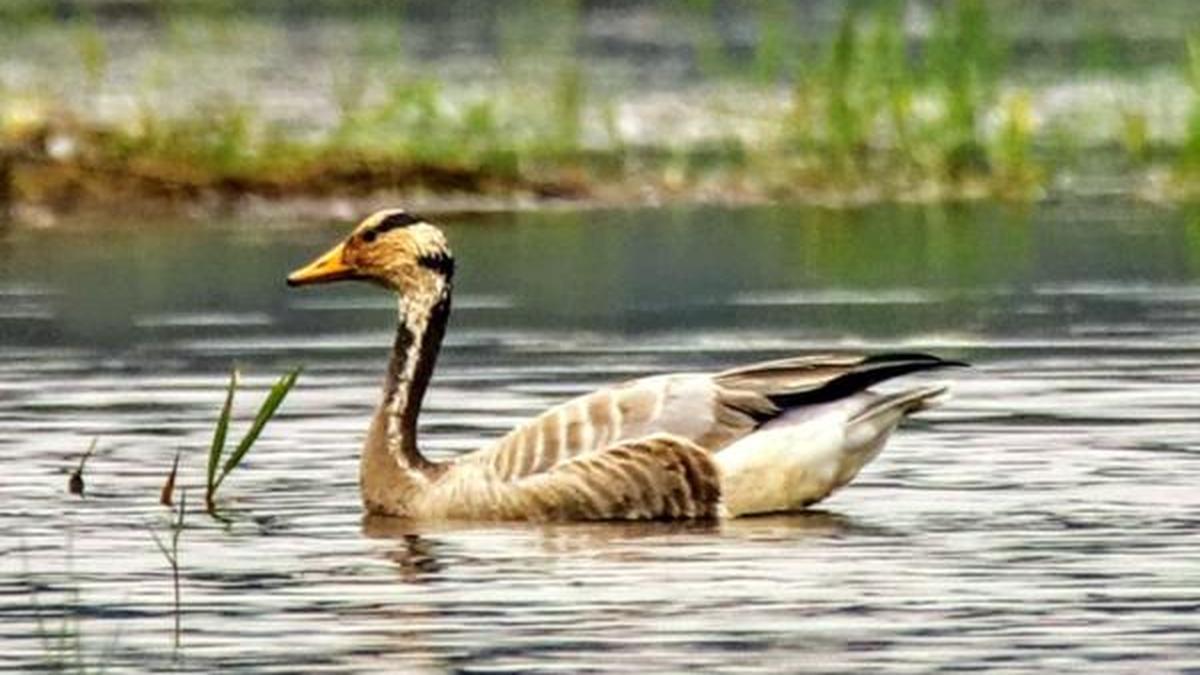 Bar-headed goose spotted near Pandalam - The Hindu