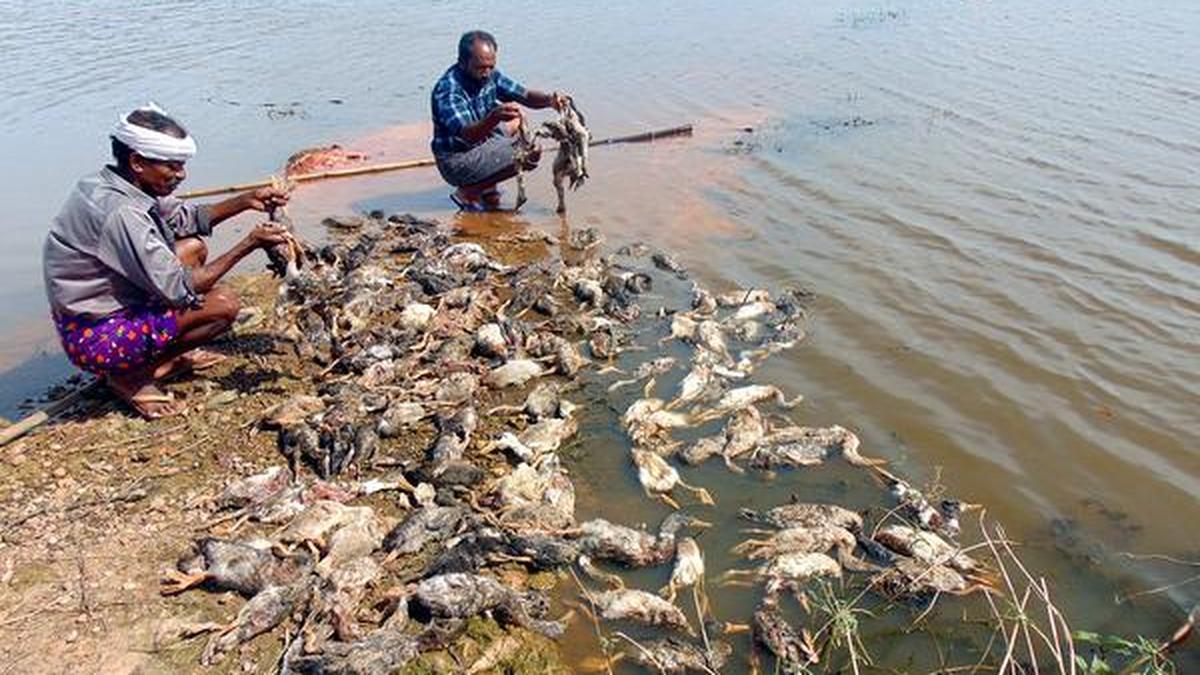 Mass duck deaths in upper Kuttanad trigger panic - The Hindu