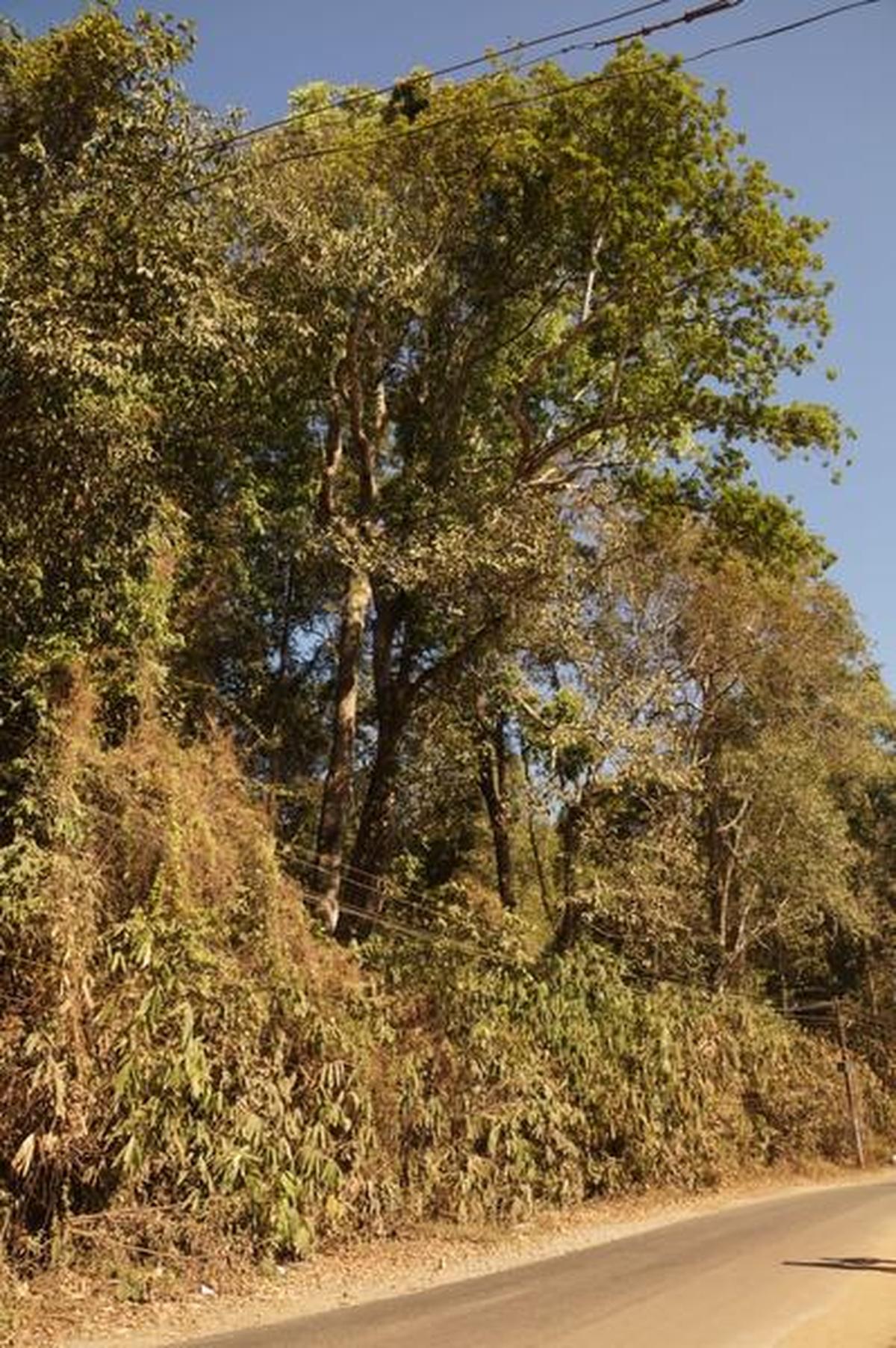 JNTBGRI efforts to save rare tree get global attention - The Hindu