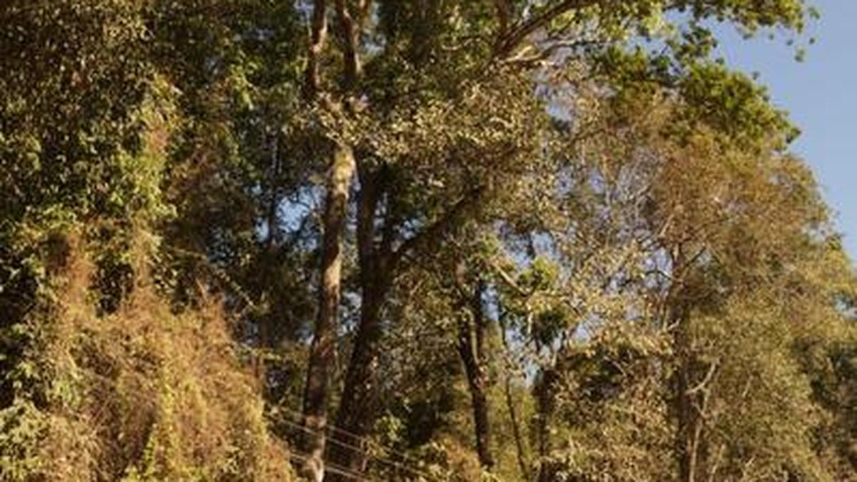 JNTBGRI efforts to save rare tree get global attention - The Hindu