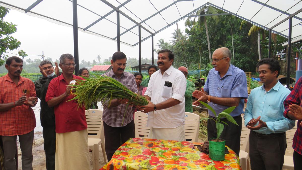 Paddy panicles for Niraputhari handed over to temple in Kerala capital ...