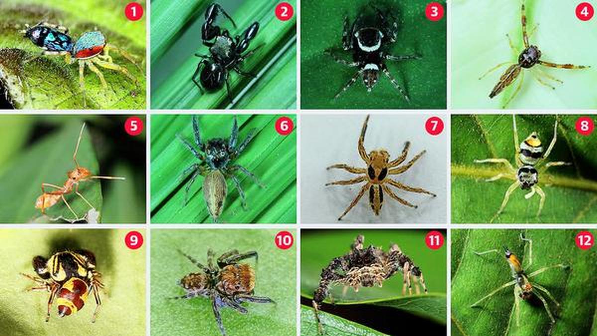 Calicut University campus, haven for jumping spiders - The Hindu