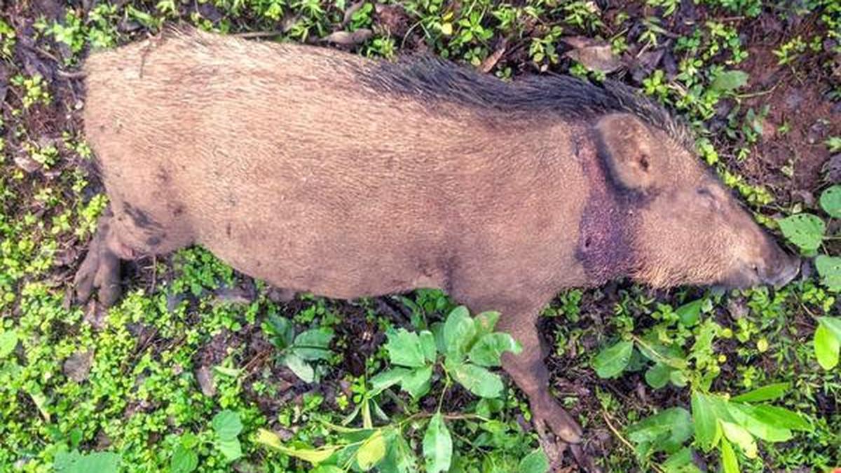 Wild boar shot dead by forest officials in Ranni - The Hindu
