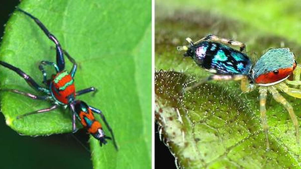 Rare spider resurfaces after 150 years - The Hindu