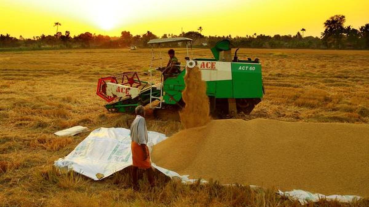 Kuttanad farmers prove their resilience with a bumper harvest - The Hindu