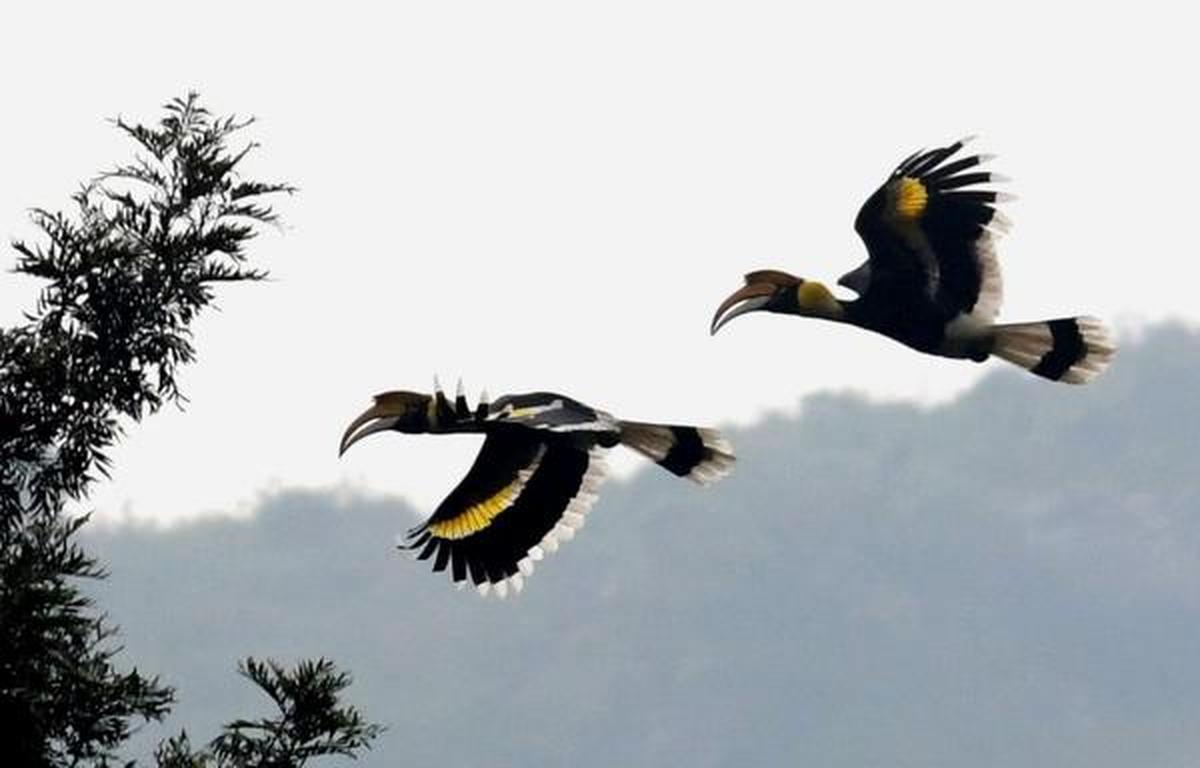 Great Hornbill Flying In Groups