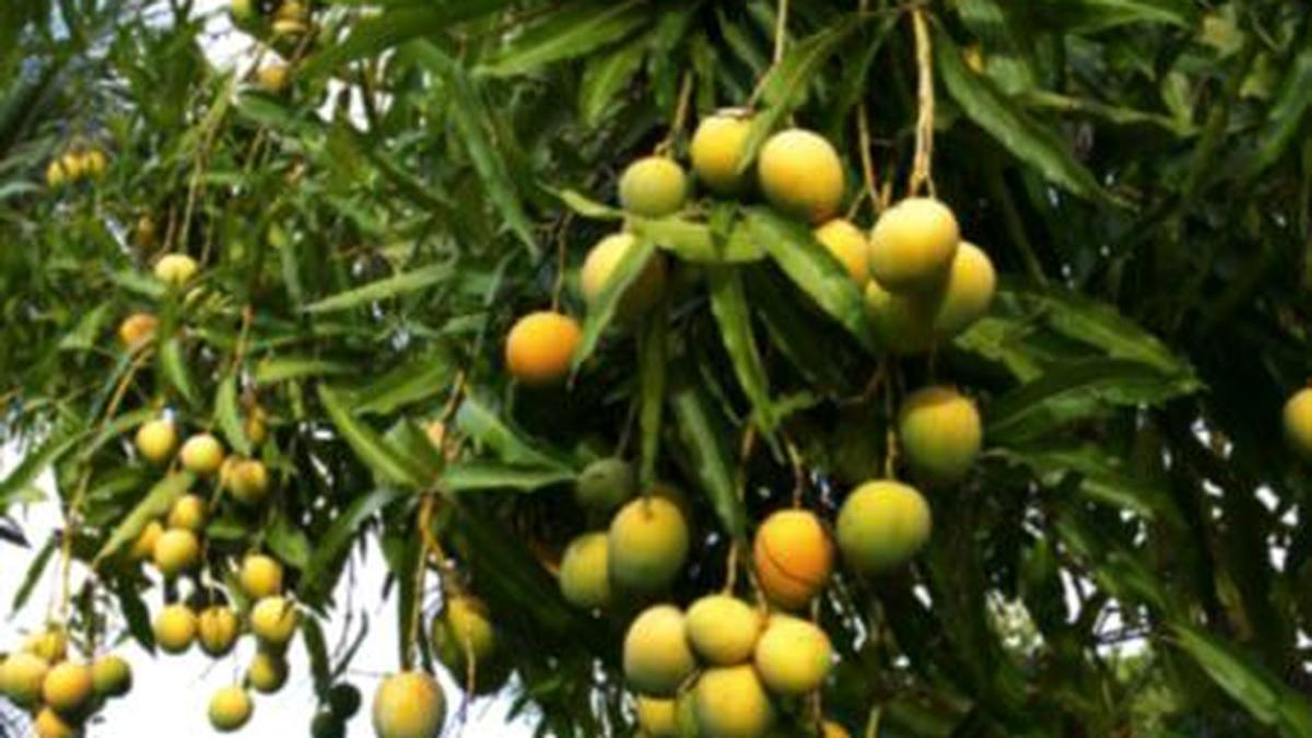 A lifeline for indigenous mango varieties - The Hindu