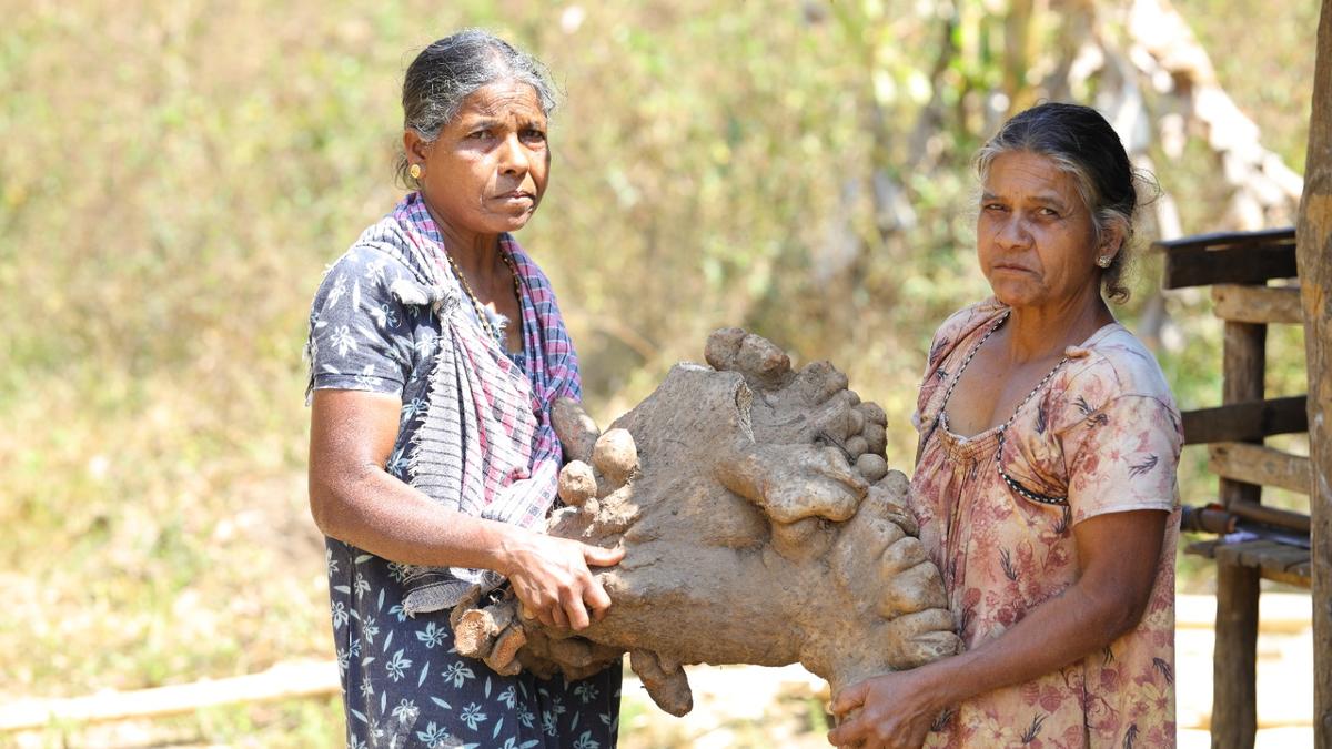 Tribal women’s collective in Wayanad on a mission to conserve tubers ...
