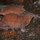 A special fund to save Purple Frog, a ‘living fossil’, in the Western ...