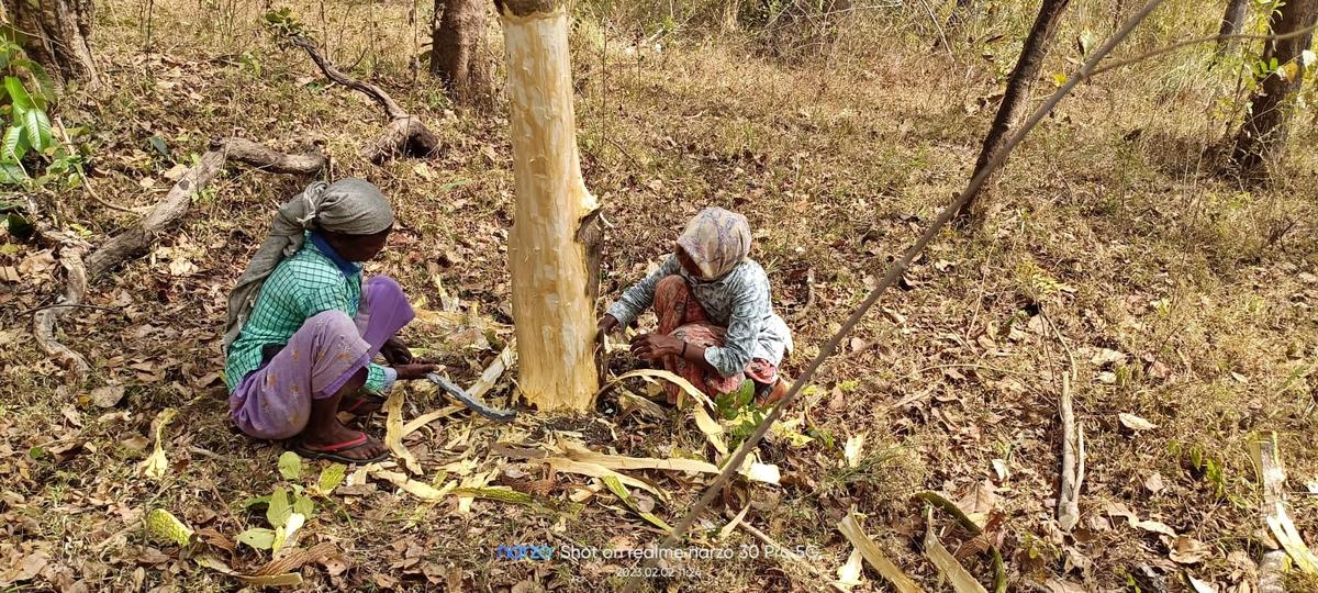 Senna spectabilis eradication under way in Wayanad Wildlife Sanctuary ...