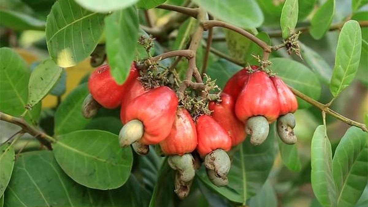 KSCDC may brew cashew liquor - The Hindu