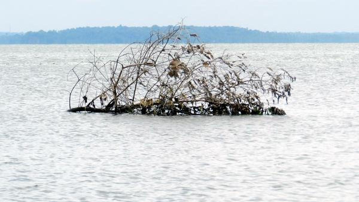 Indigenous traps hit inland fish stock hard - The Hindu
