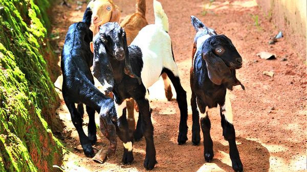 Goatery project for Kollam - The Hindu