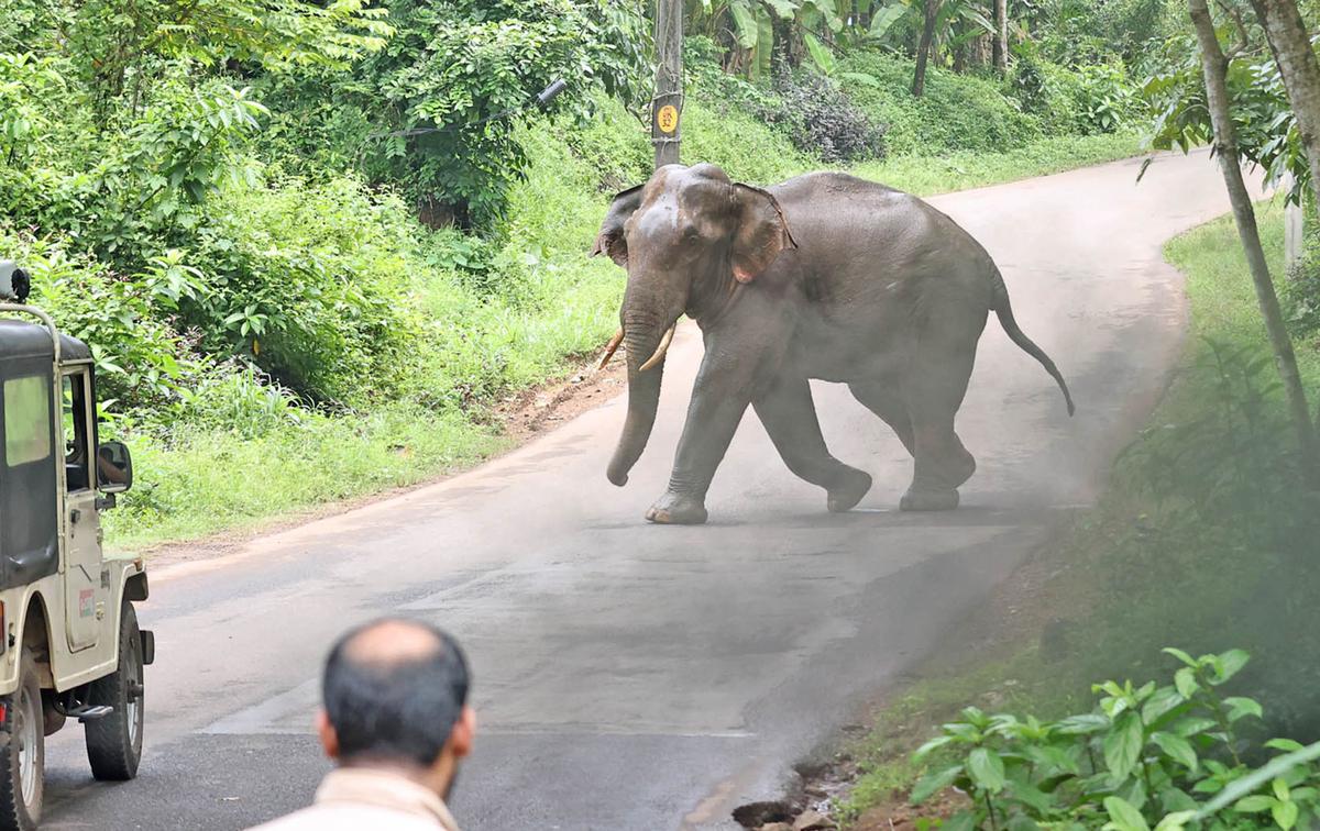 Wild elephant roams Ulikkal town in Kannur district of Kerala sparking ...