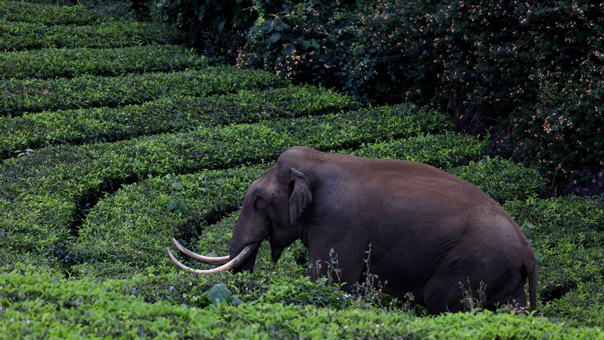Padayappa, a wild elephant in Munnar named after Rajinikanth’s hit film ...