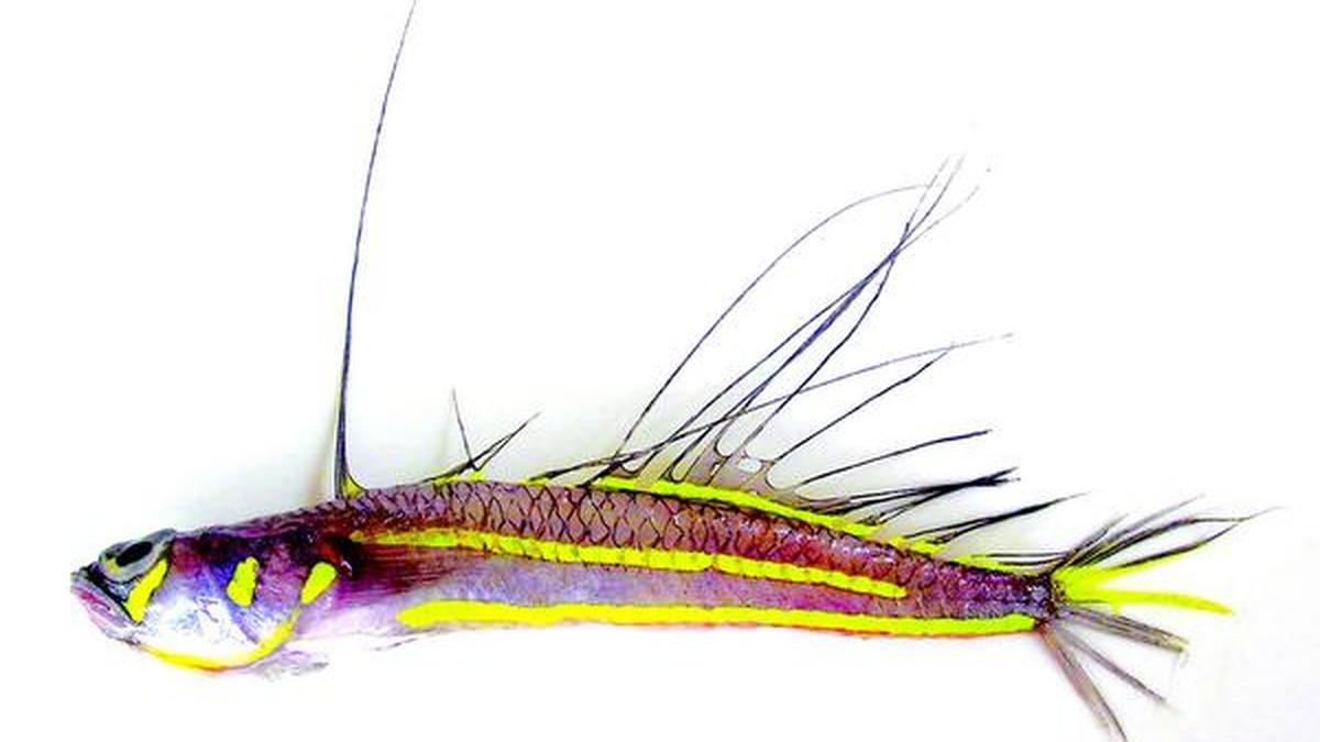 New signal fish discovered off Kerala coast - The Hindu