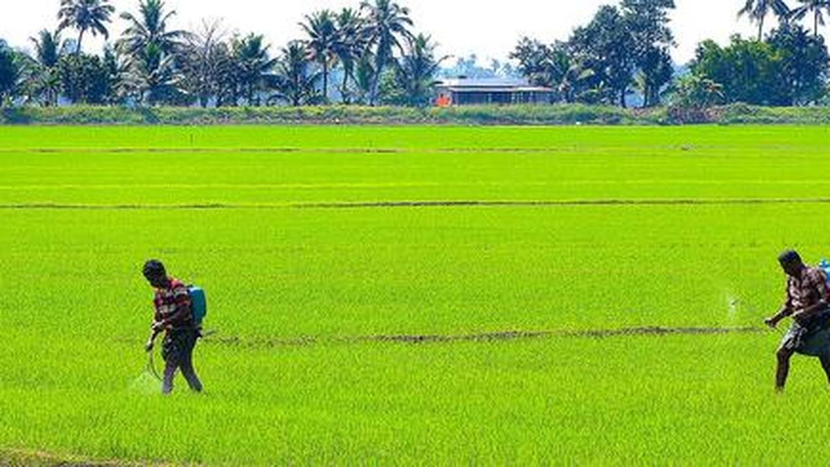 Gritty Kuttanad all set for farming season - The Hindu